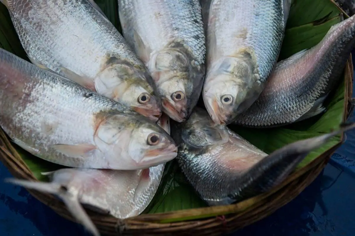 Hilsa genome decoded! Now can be used to ensure conservation and ...