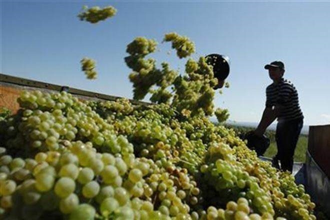India eyes China’s USD 630 million grape import market - Economy News ...