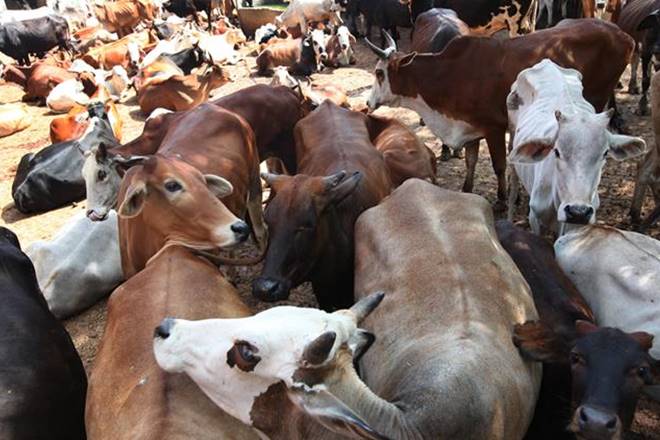 Yogi Adityanath govt to levy 0.5% cow welfare cess to protect stray ...