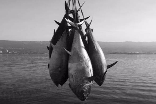 This is how much the world’s most prized fish has been sold for - World ...