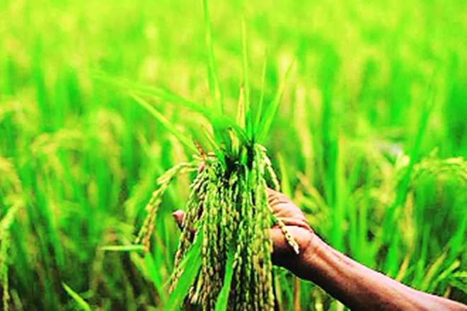 PM-Aasha: Govt procurement of pulses and oilseeds touched only about 5% of target under the ...