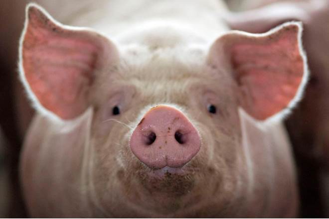 Big breakthrough! Pig brains partially revived four hours after death ...