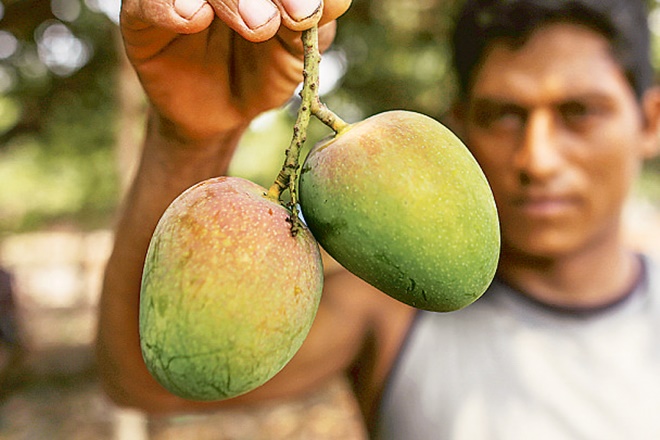 Mango season is here: A look at drinks whose fortunes were made by the ...