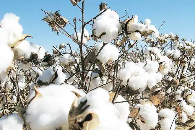 Despite ban, HTBT cotton widely cultivated in Maharashtra - Industry ...