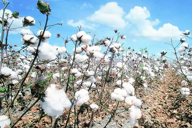 Around 20-25 lakh hectares likely to come under HT Bt cotton ...