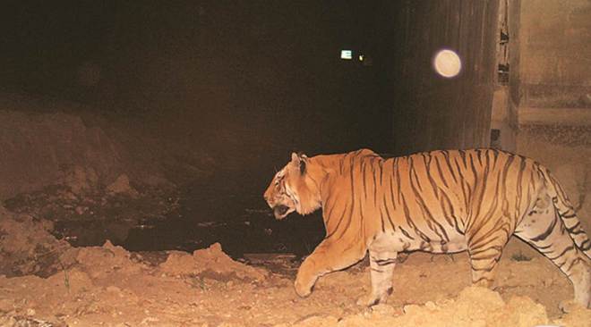 Assam flood fury forces Kaziranga tiger to take shelter in shop – see ...