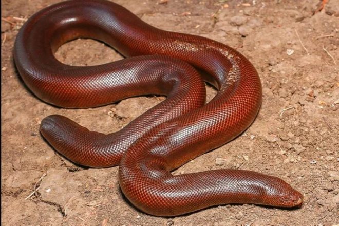 Red sand boa snake worth Rs 1.25 crore rescued in Madhya Pradesh ...