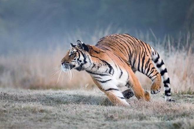 Scary! Video shows Tiger chasing tourist Jeep in Ranthambore National ...