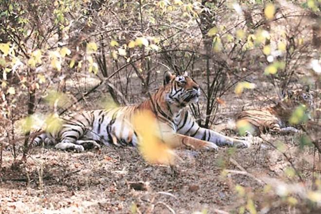 Ranthambore’s beloved Zaalim Tiger T-25, known for adopting two cubs ...