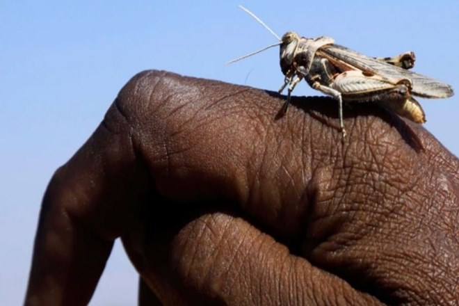 Worst locusts attack destroying crops in Rajasthan! State govt asks for ...
