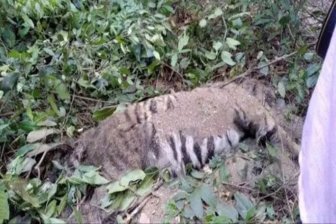 Shocking! In four days, three tigers found dead in Goa’s Mahadayi ...
