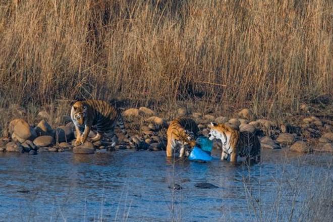 Plastic menace: Three tigers in Corbett Tiger Reserve captured chewing ...
