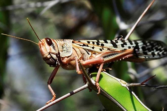 Bite that beetle: Entomophagy promises smaller environment footprint ...