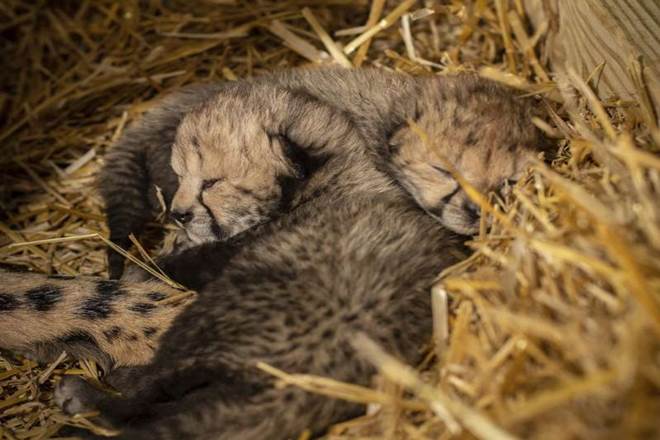 Wow, Ohio zoo scripts history with world’s first in vitro cheetah cubs ...