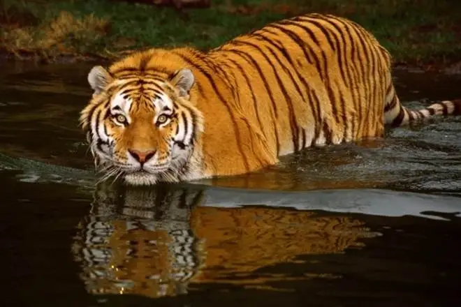 Cyclone Amphan: Rapid response teams to keep eye on tiger movement in ...