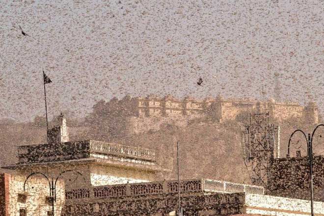 Why is locust infestation a problem in India this year? Reason, future ...