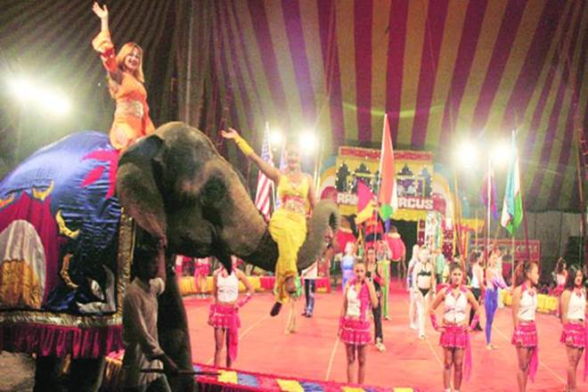COVID-19 impact: India’s circus owners brace for final curtain call as ...