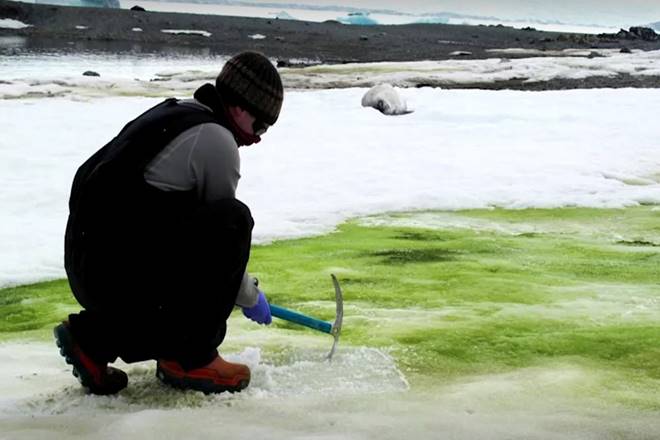 Climate change turns Antarctica snow green! Scientists express concern ...