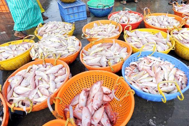India’s fish export likely to fall 5-10 pc in FY20 due to COVID-19 ...