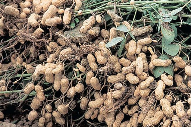 Gujarat poised to witness 40% hike in summer groundnut crop - Commodities News | The Financial ...