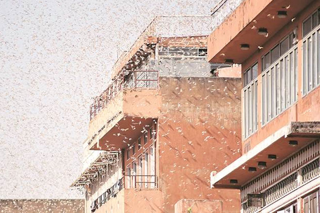 Jhansi on alert against locusts, fire brigade ready to spray ...