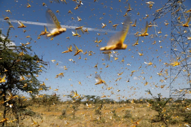 Locust swarms’ attack: Centre lists out various measures taken to curb ...