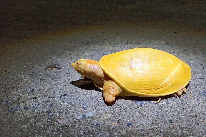 Rare and unique yellow Turtle rescued in Odisha! - Science News | The ...