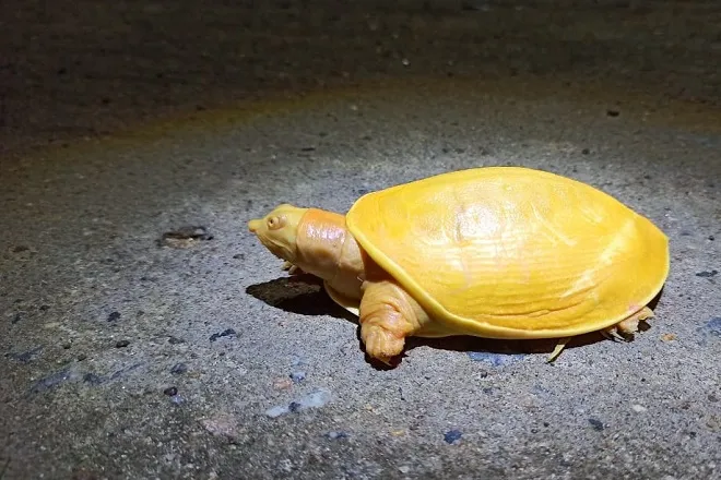Rare and unique yellow Turtle rescued in Odisha! - Science News | The ...