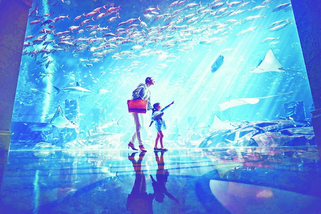 A deep dive: Marine tourism goes beyond dolphin-watching to provide ...