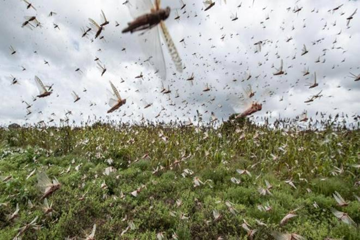 Locust attacks declared natural disaster, states asked to undertake ...
