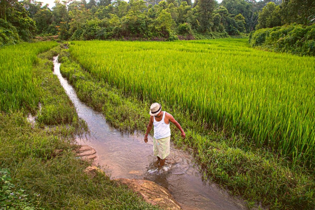 Rural growth not enough to lift overall economy; agriculture holds only ...