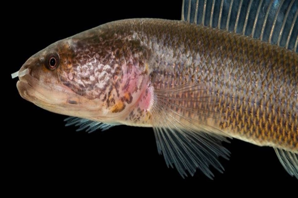 In God’s Own Country, 100-million-old fish unravels past! - Science ...