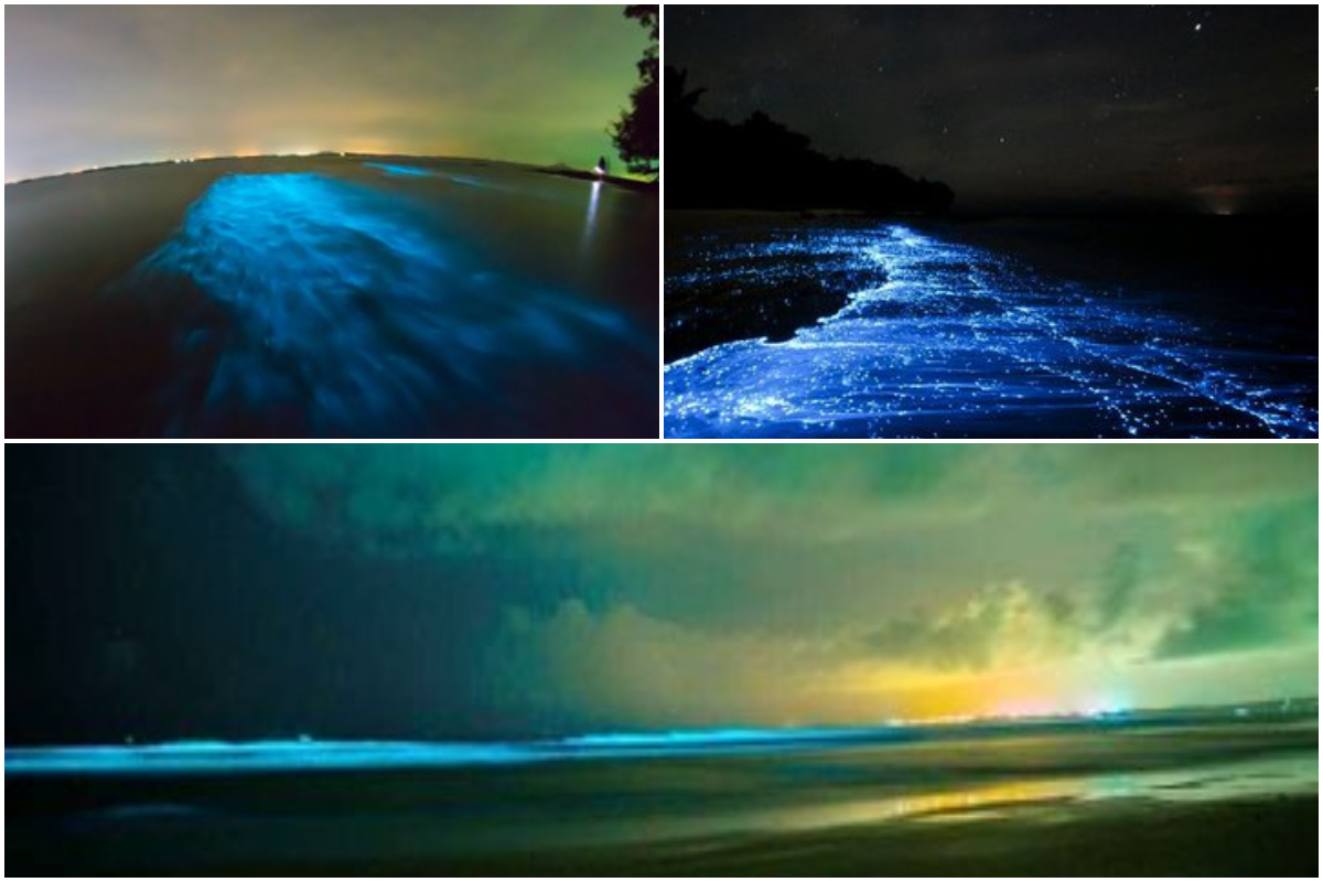 Mumbai to Goa, India’s West Coast sparkles with stunning ‘blue tide ...