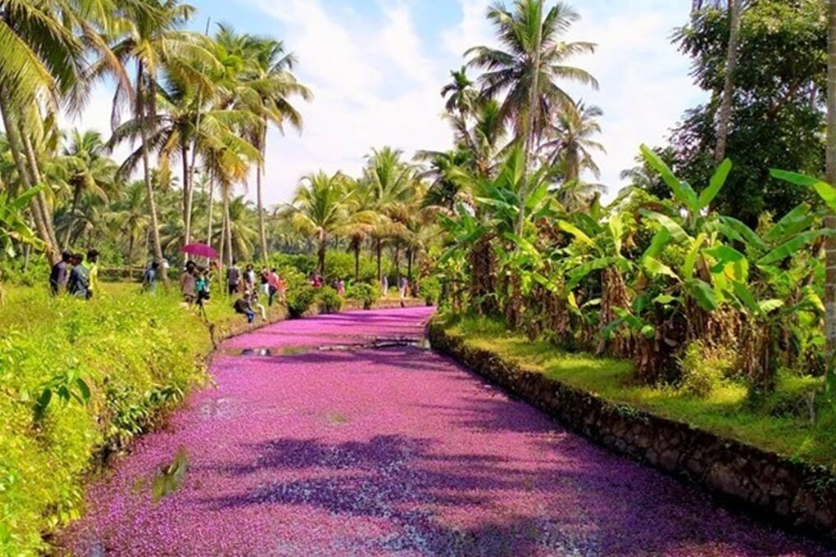 Move over Japan’s Cherry Blossoms, Kerala’s pristine ‘blooming tales ...