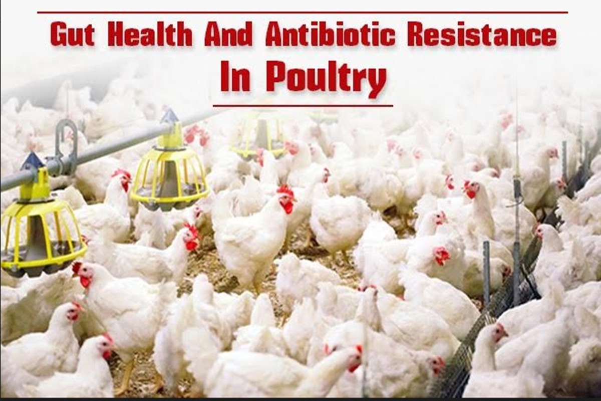 Gut health and antibiotic resistance in poultry - Science News | The ...