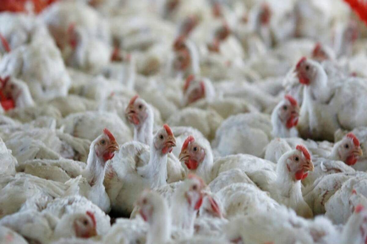 Bird Flu: Experts stress vaccine legalisation over bird culling in ...