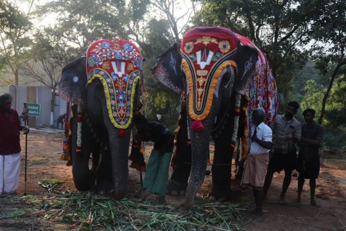 Jumbo fun! 48-day annual retreat for temple elephants takes off in ...
