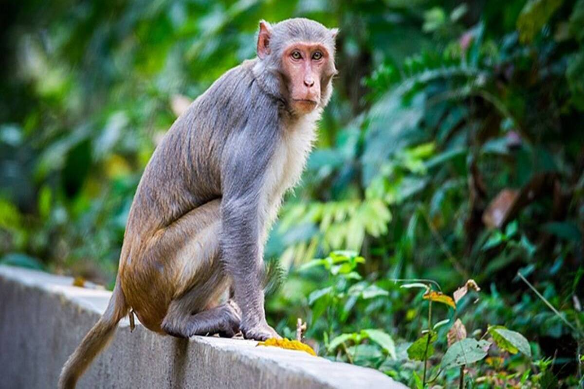 Monkey census through a mobile app! In a first, WII invites Haryana ...