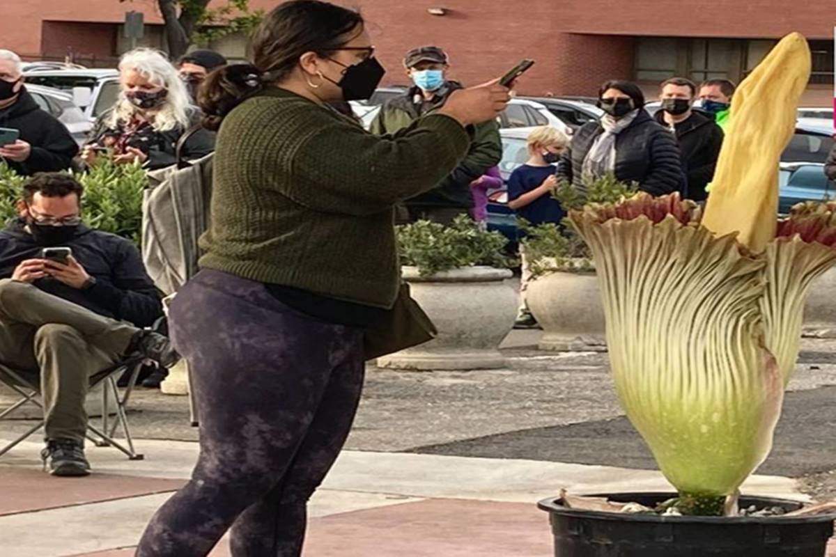 Why are people flocking to see ‘Corpse flower’ which smells like rotten ...