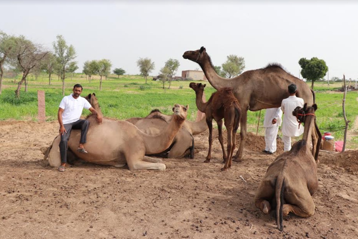 World Camel Day: The constant struggle to save the Camel herding ...