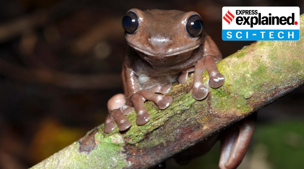 Litoria mira, real life version of chocolate frog found; all you need ...