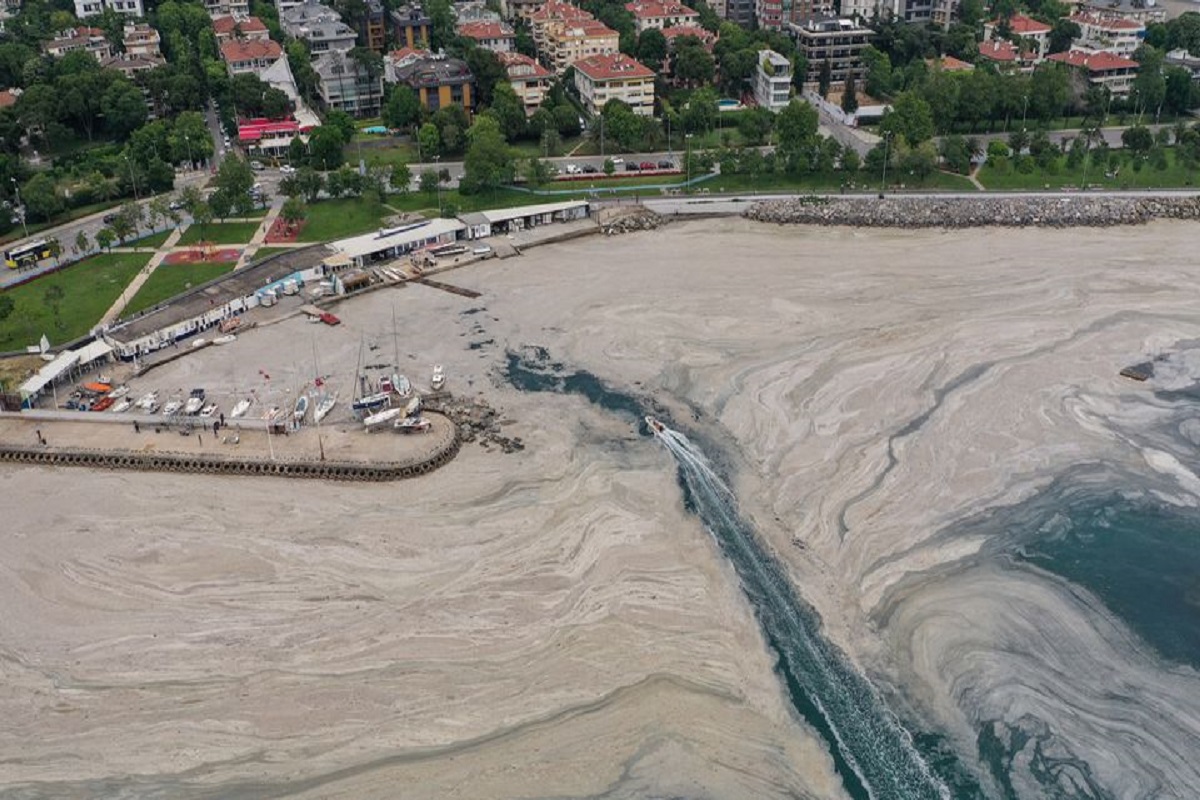 Sea snot outbreak in Turkey: What is it and why it’s harming marine ...