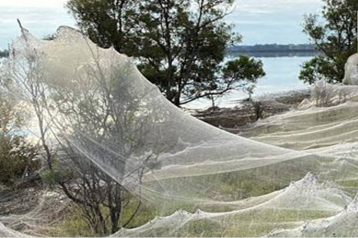 Why have spiders spun webs spreading over a large region in Australia ...