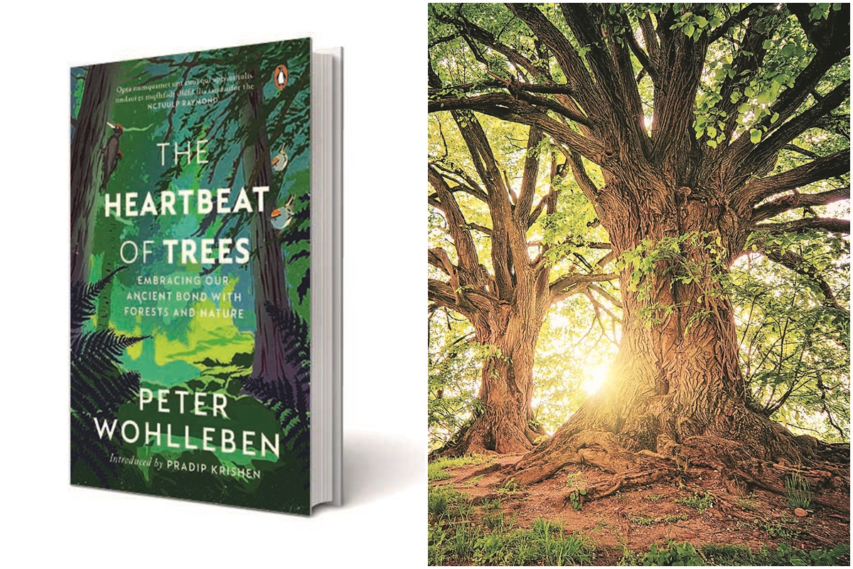 The secret life of trees | Book Excerpt: The Heartbeat of Trees by ...
