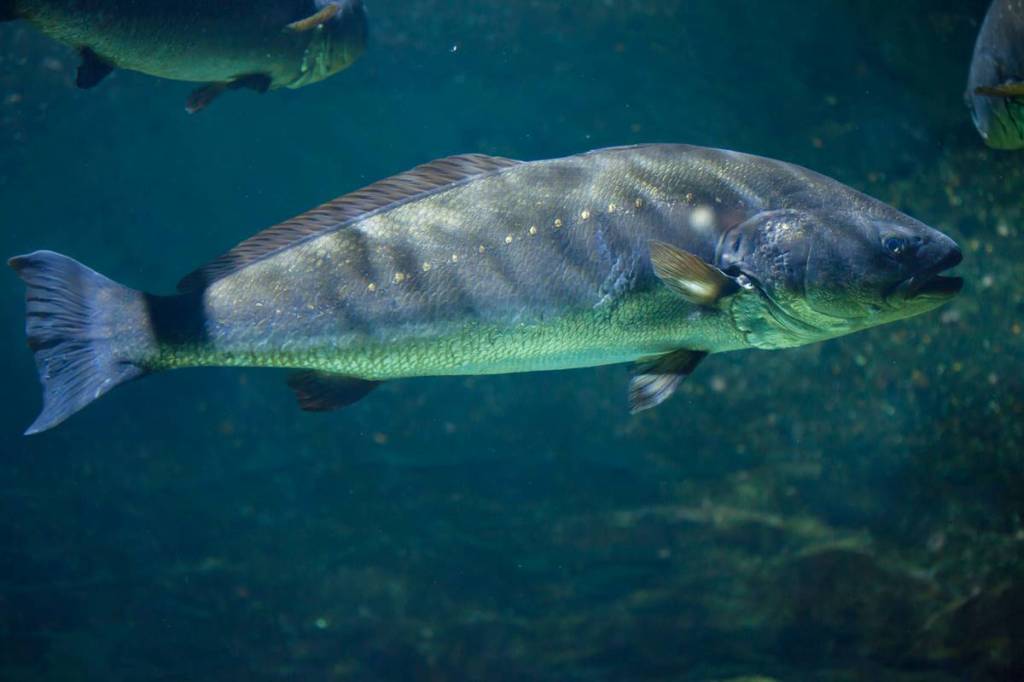 Maharashtra fisherman catches ‘fish with the heart of gold’ in his net ...