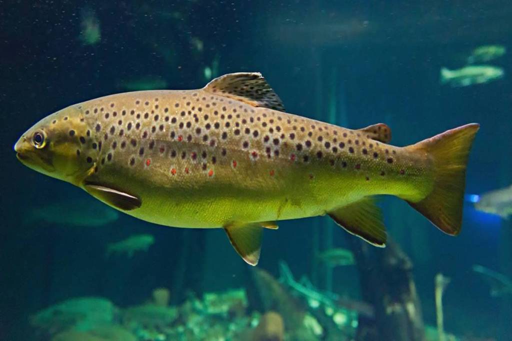 Native Himalayan fish species facing onslaught of exotic brown trout ...