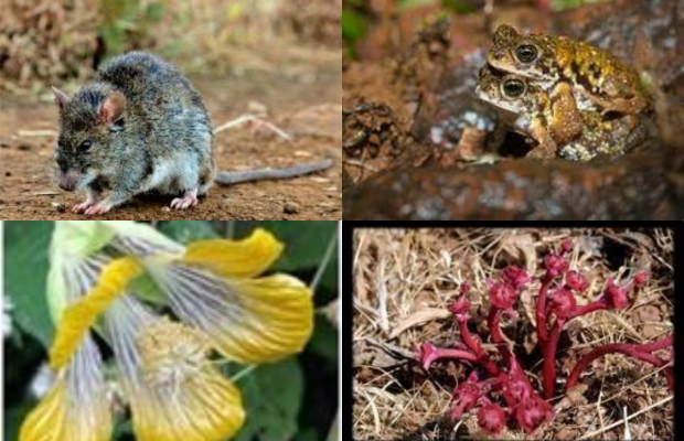 Ensuring long-term sustainability: Biodiversity protection imperative ...