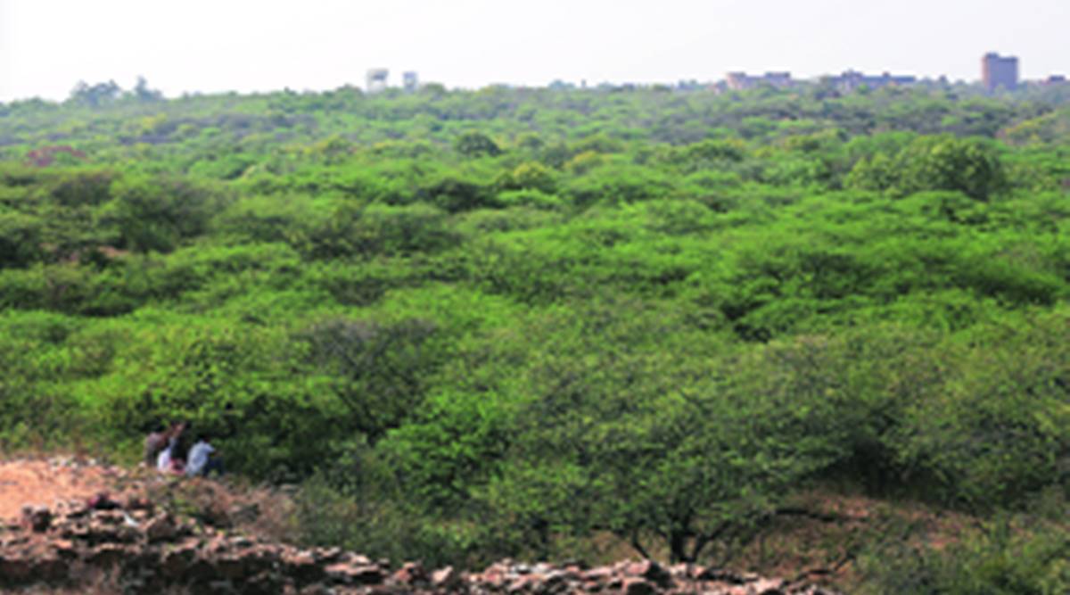 Invasive species and soil degradation hit Delhi’s dhau tree population ...