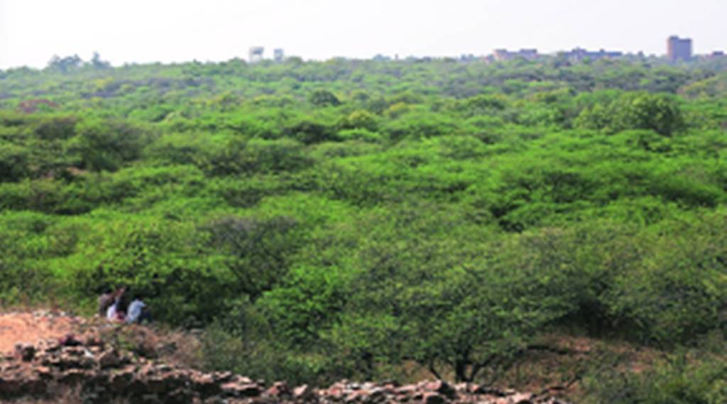 Invasive species and soil degradation hit Delhi’s dhau tree population ...