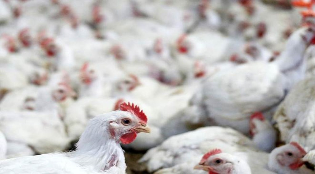 Chicken prices soar at farmgate level due to high feed costs, cut in ...